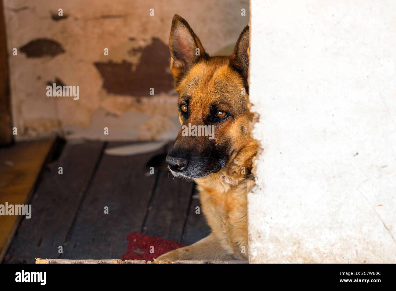 Adult female german shepherd dog lying in old wooden kennel. Pet ...