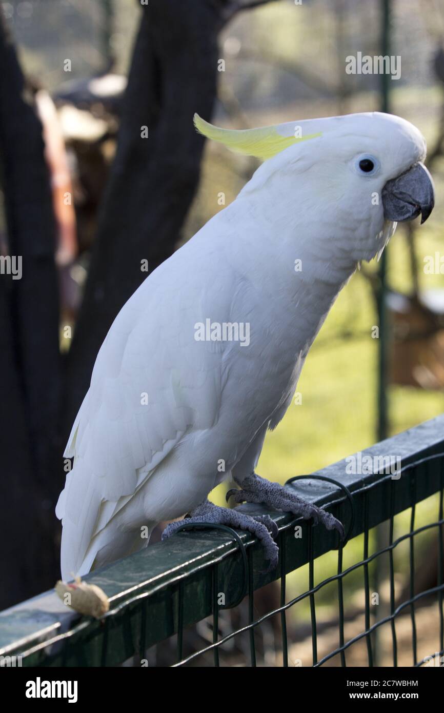 White cockatoo sitting hi-res stock photography and images - Alamy