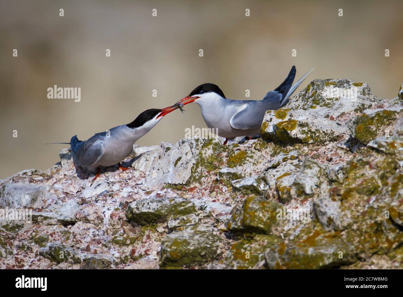 Common tern is feeding its family. Nature background and bird nest ...