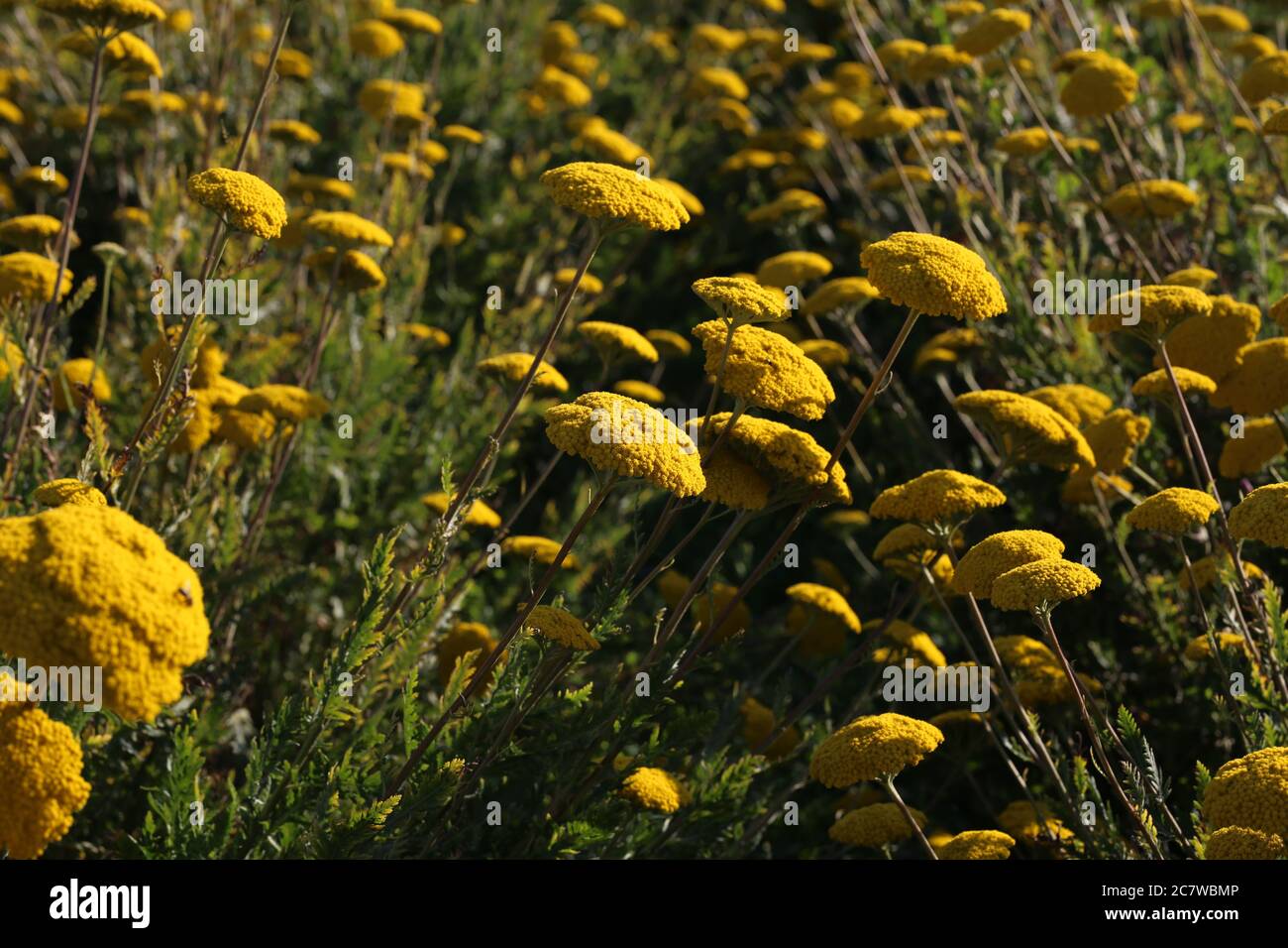 Yellow flowers of tansy with green foliage Stock Photo - Alamy