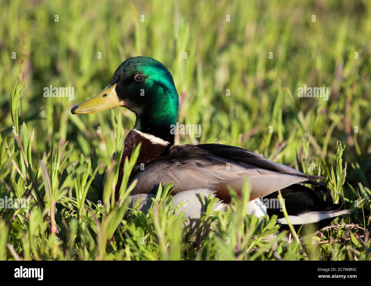 Frescati hi-res stock photography and images - Alamy