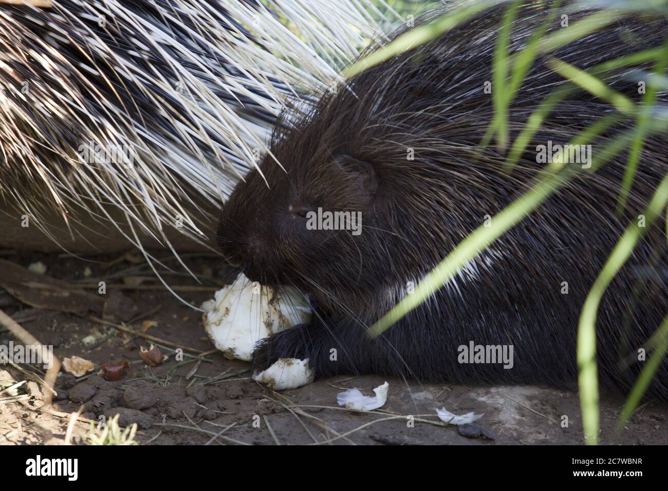 Desert snake eating hi-res stock photography and images - Alamy