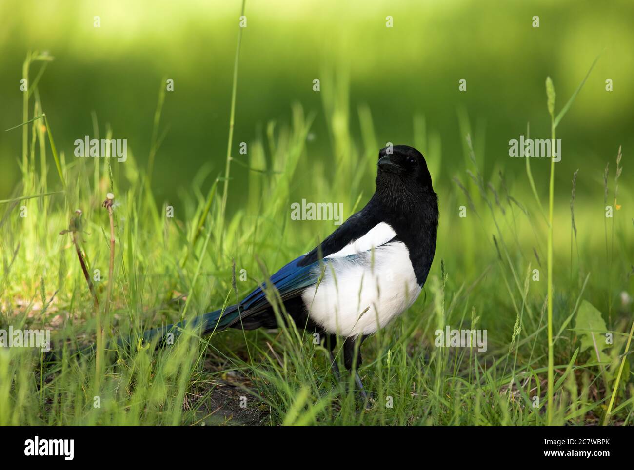Magpie grass hi-res stock photography and images - Alamy