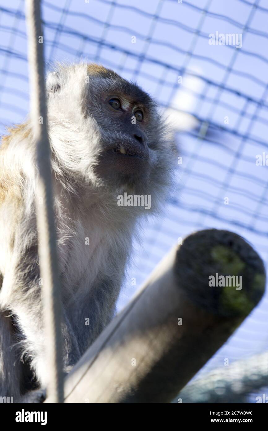 Baboon in cage hi-res stock photography and images - Alamy