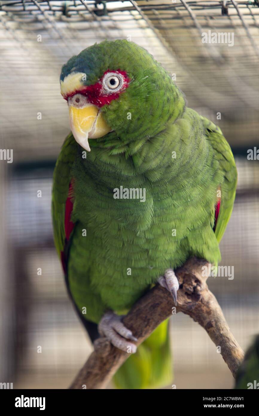 Parrot birds inside cage hi-res stock photography and images - Alamy