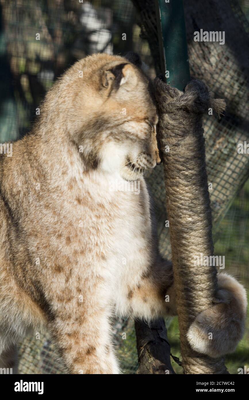 Florida panther in tree hi-res stock photography and images - Alamy