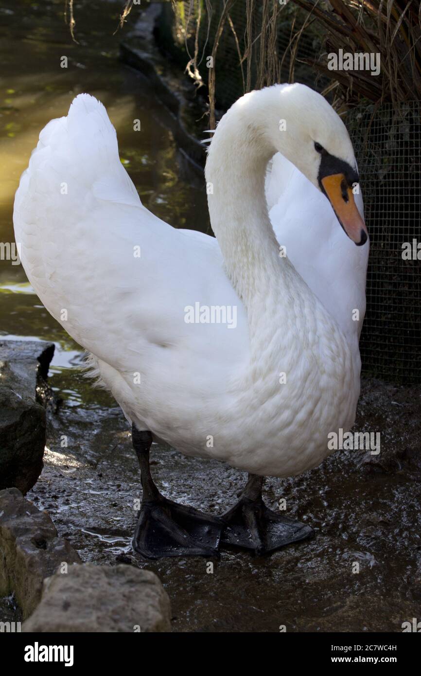 Closeup shot pair white swan hi-res stock photography and images - Alamy