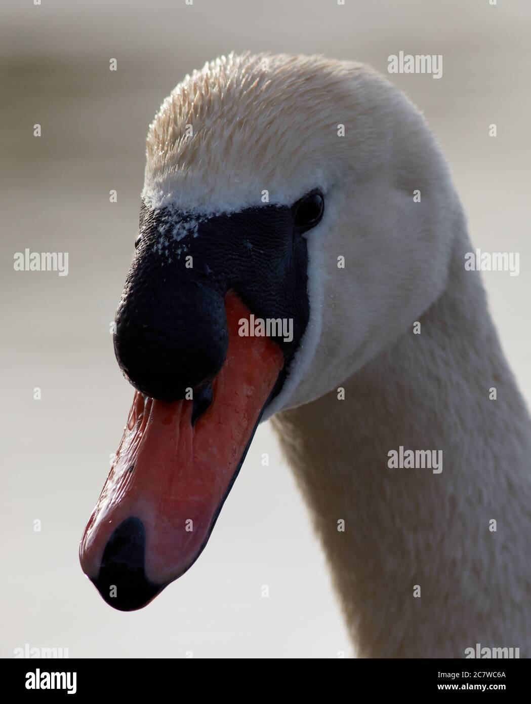 Face stockholm hi-res stock photography and images - Alamy