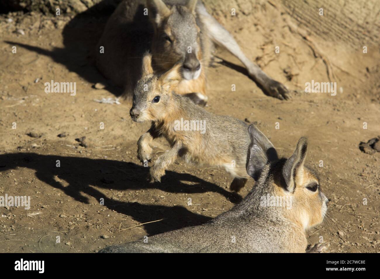 Sheep with hares ears hi-res stock photography and images - Alamy