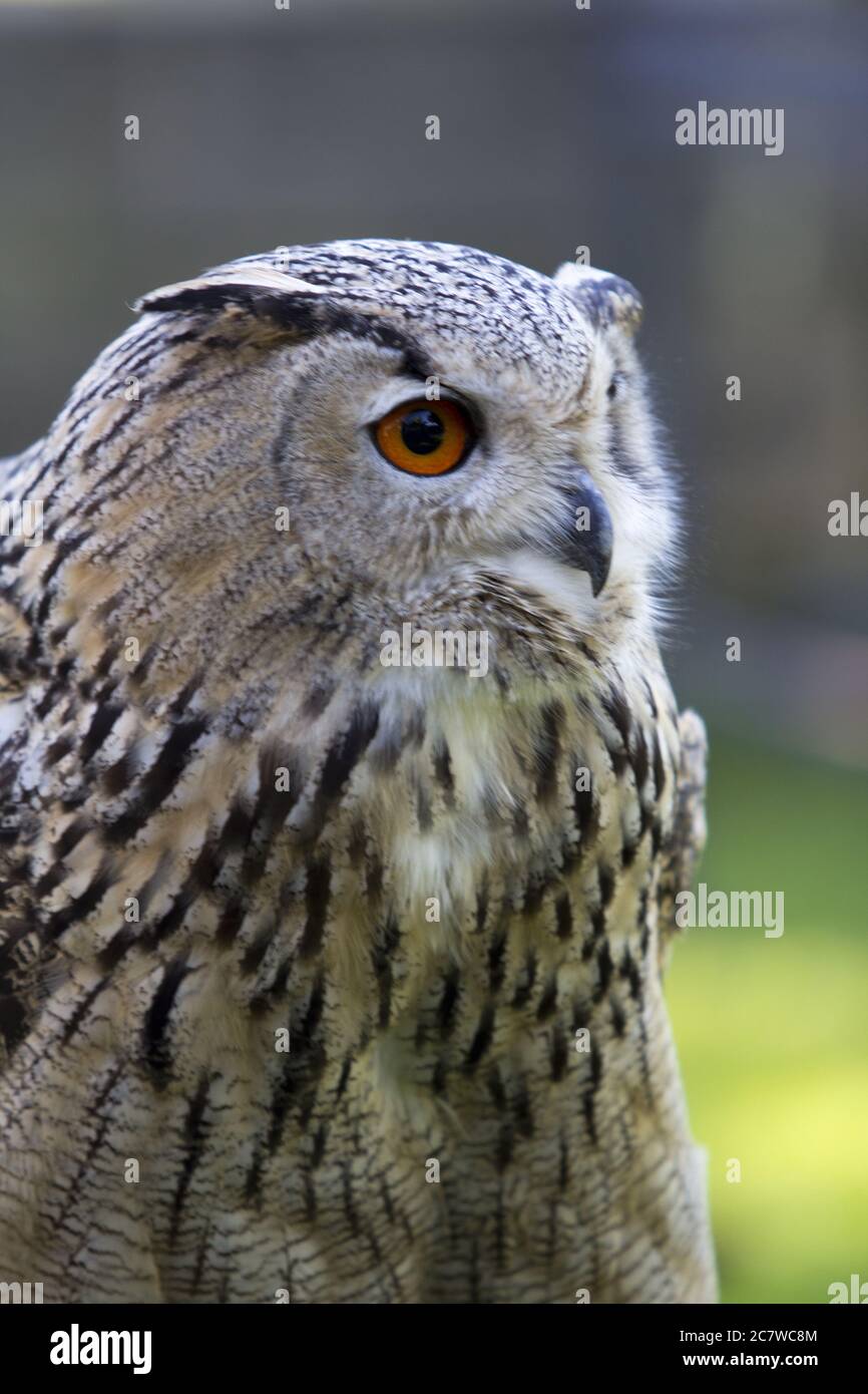 Vertical shot of an owl behind a blurry background Stock Photo - Alamy