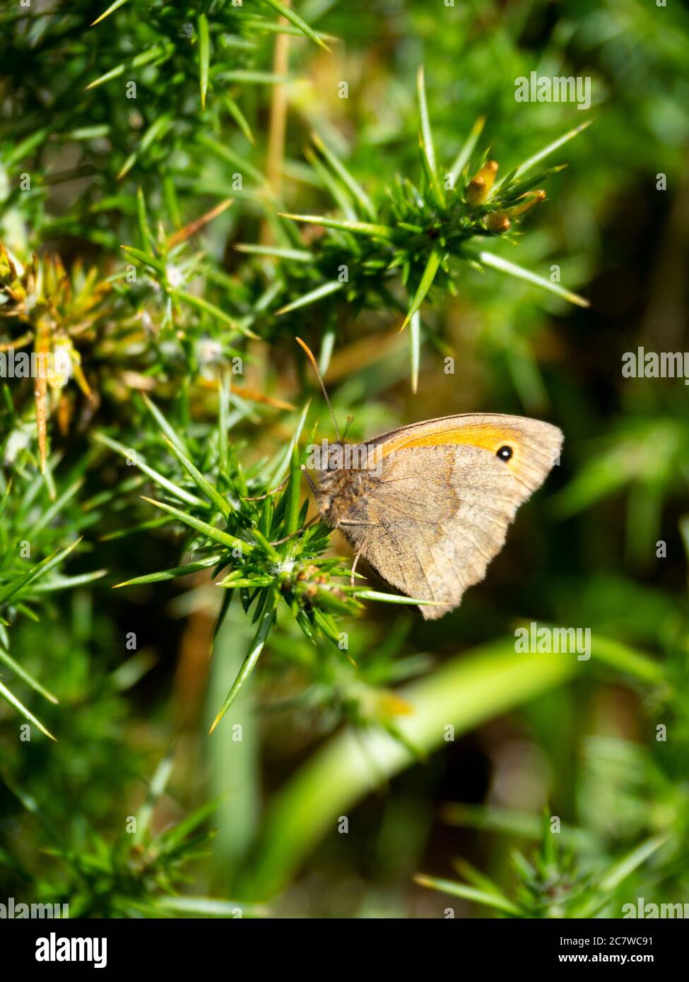 Small Heath Butterfly, Coenonympha pamphilus, on a gorse bush, Dartmoor ...