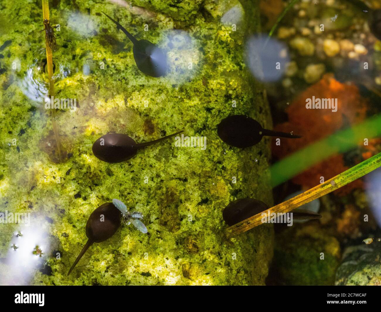 Tadpole Tadpoles High Resolution Stock Photography and Images - Alamy