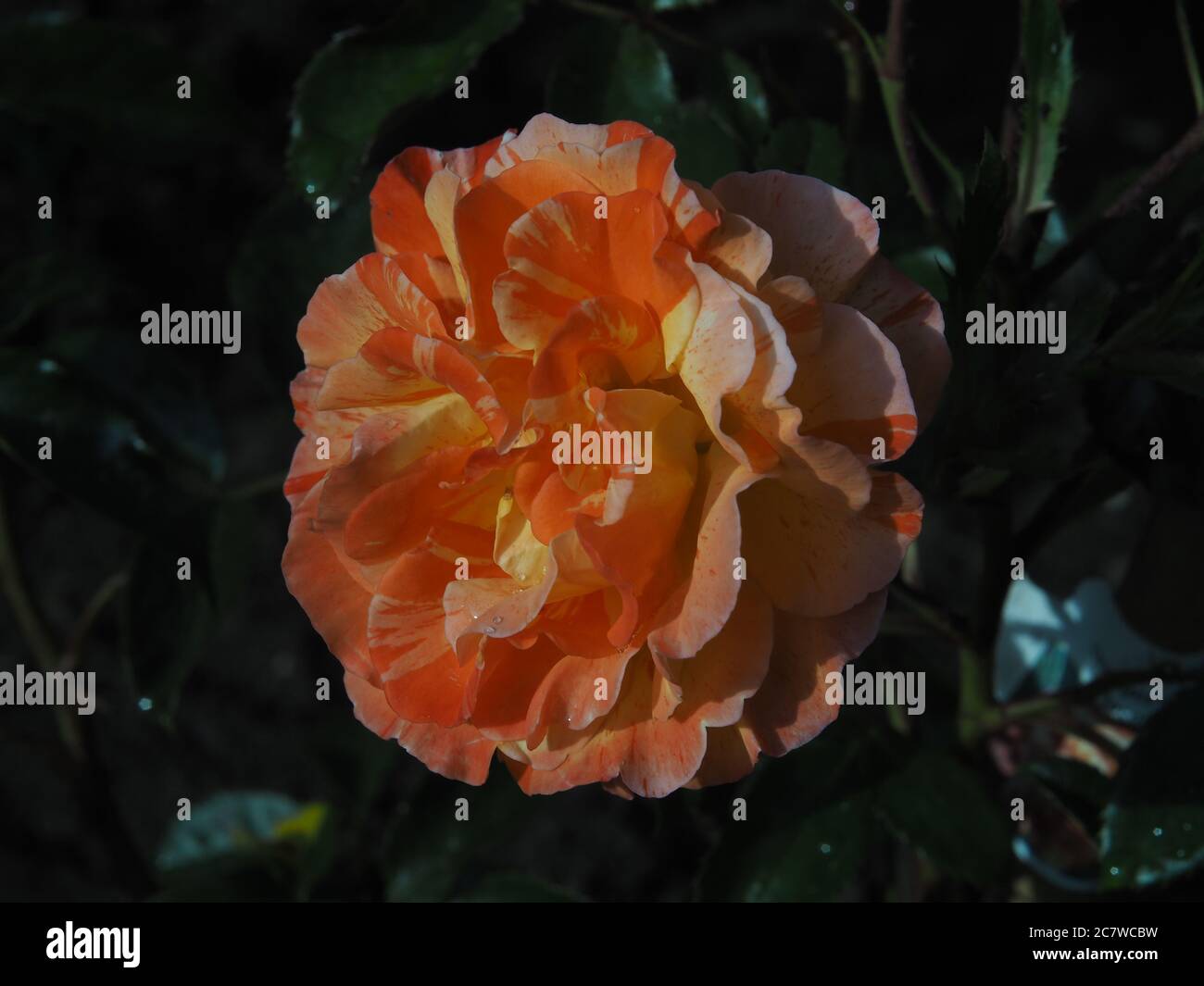 Oranges and lemons rose hi-res stock photography and images - Alamy