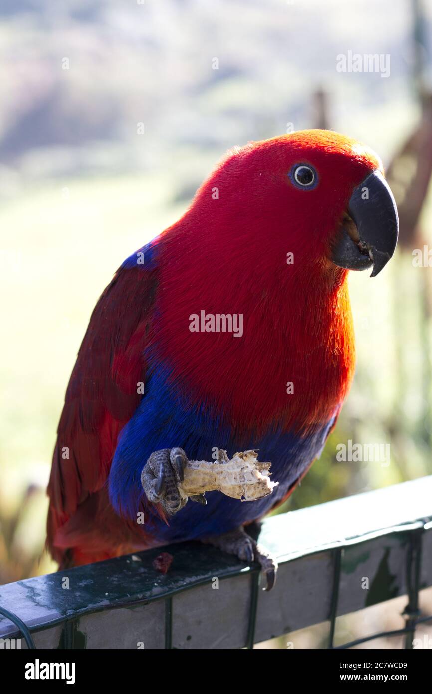 Vertical shot of a red and blue parrot sitting on the metal surface ...