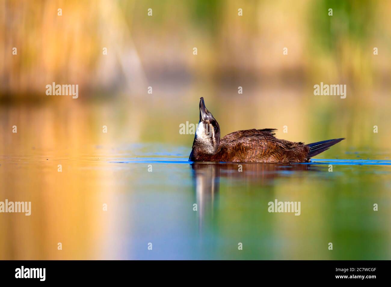 Swimming duck. Colorful nature background. Bird: White headed Duck ...