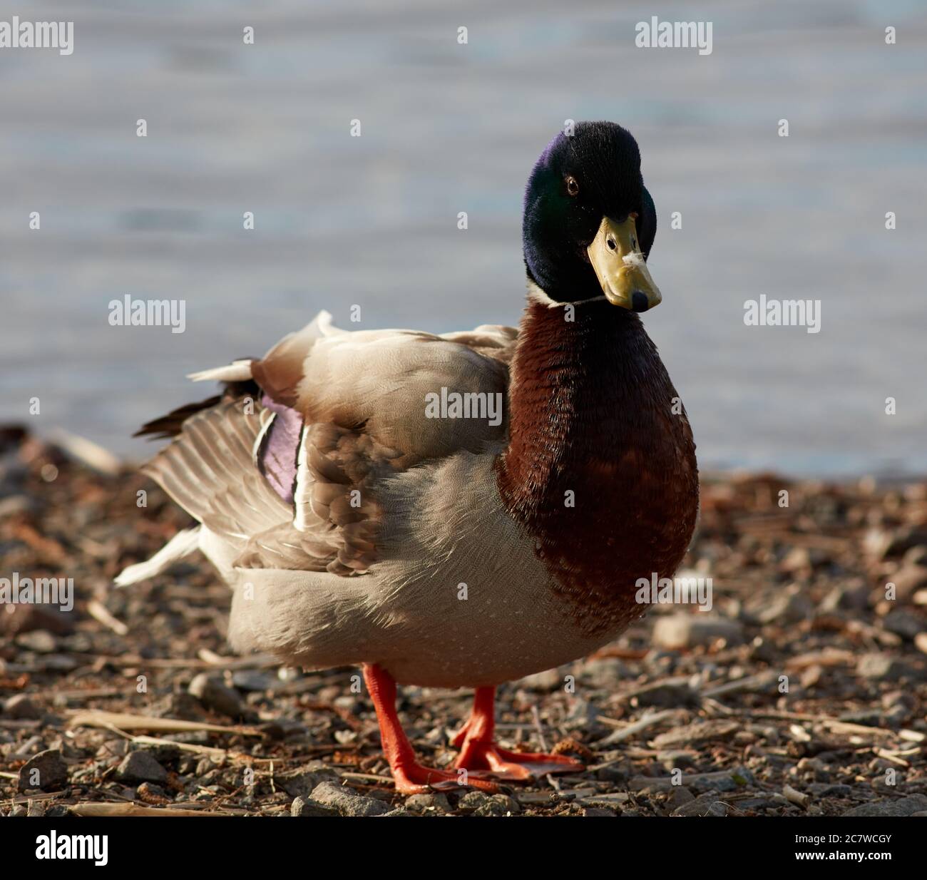 Duck walking hi-res stock photography and images - Alamy