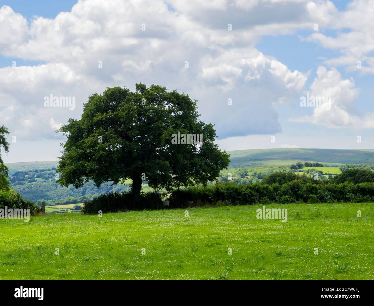 Oak tree growing in the hedge between fields, Buckland-in-the-Moor ...