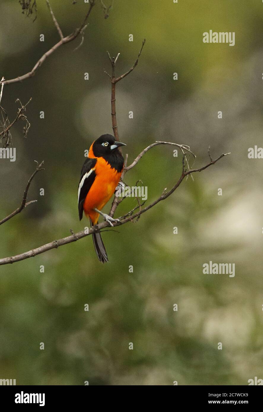 Icterus icterus hi-res stock photography and images - Alamy