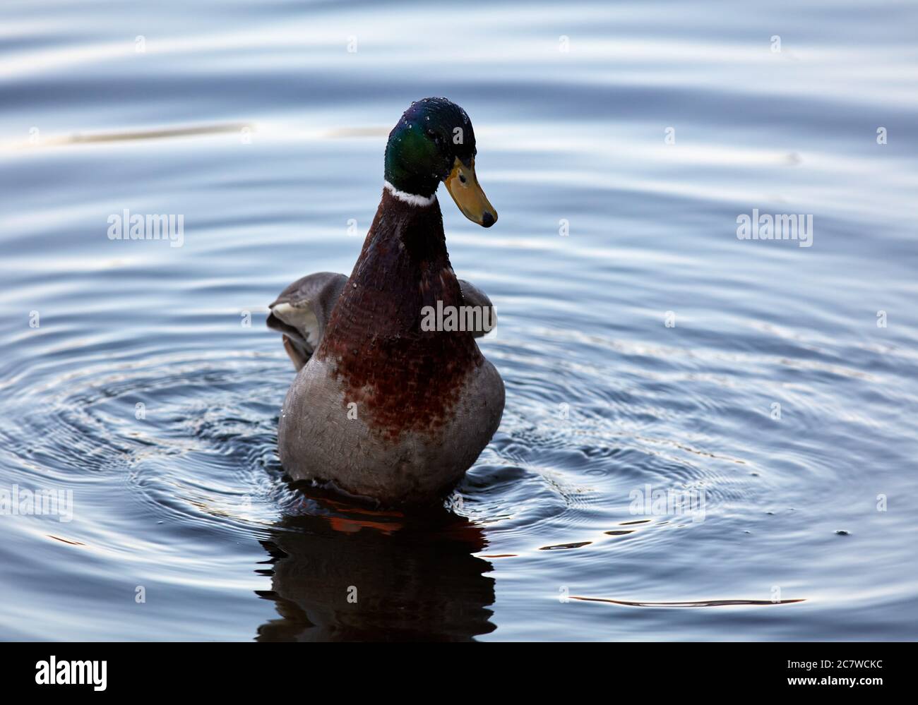 Sitting duck hi-res stock photography and images - Alamy