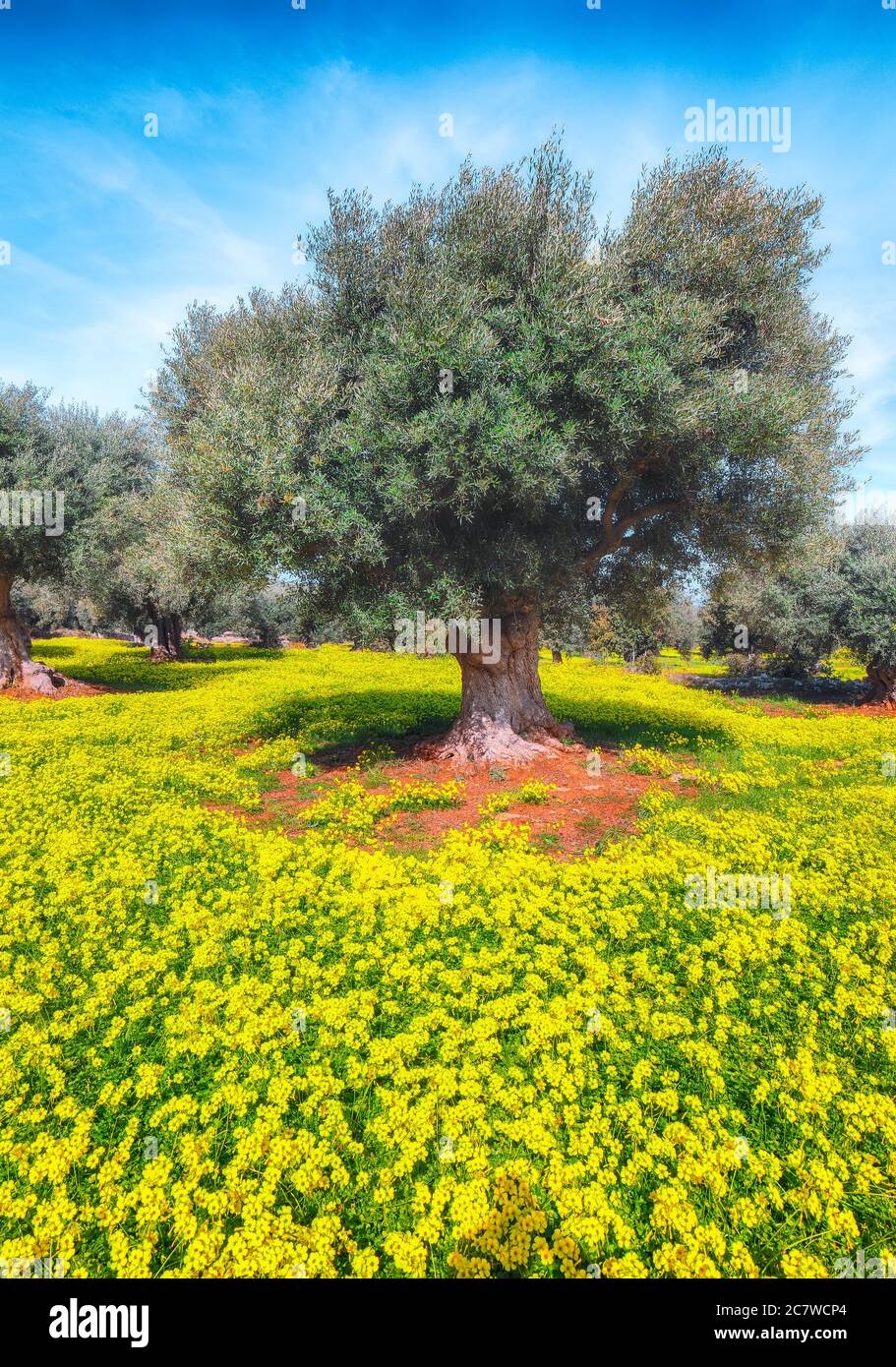 Olive Plantation Many Trees High Resolution Stock Photography and ...