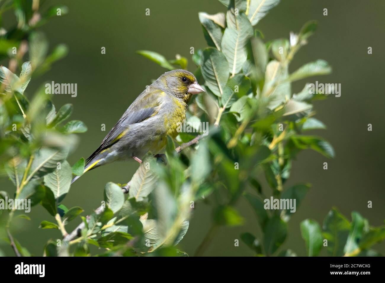 Carduelis chloris bird hi-res stock photography and images - Alamy
