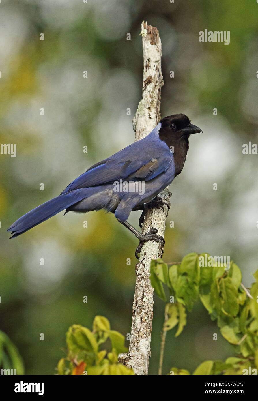 Violaveus hi-res stock photography and images - Alamy