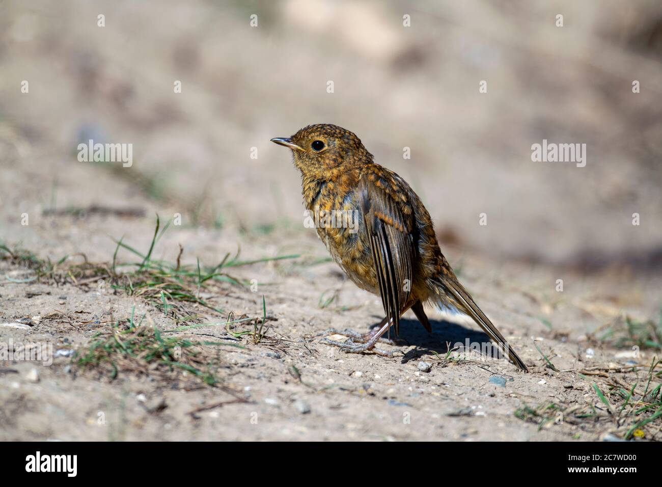 Juvenile robin uk hi-res stock photography and images - Alamy