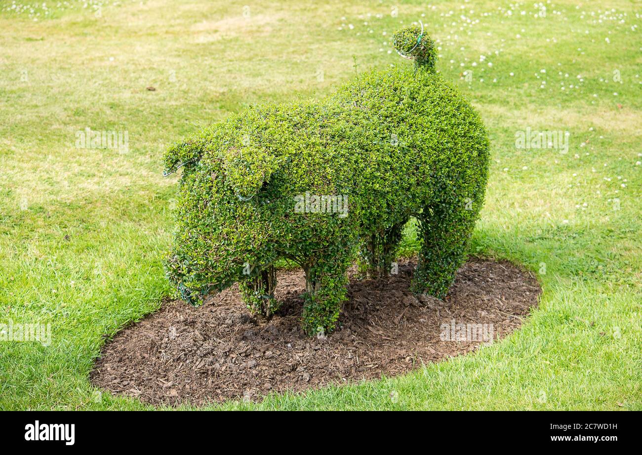 Topiary pig hi-res stock photography and images - Alamy