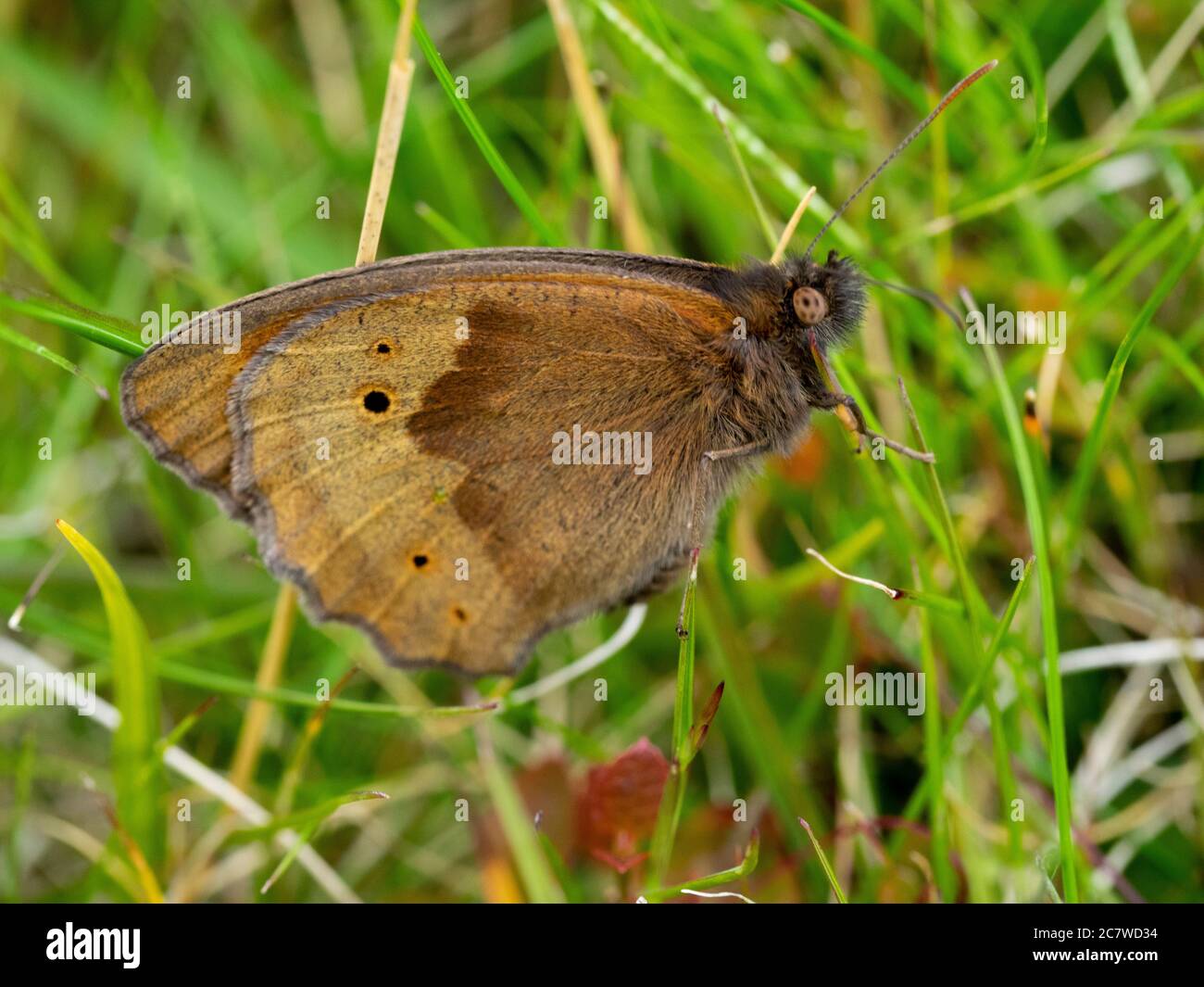 Meadow brown butterfly wing hi-res stock photography and images - Alamy