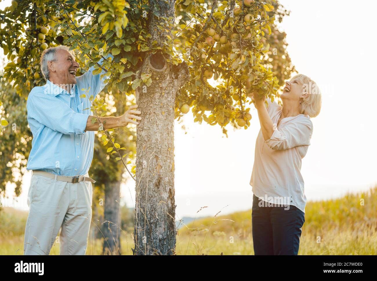 Old woman plucking hi-res stock photography and images - Alamy