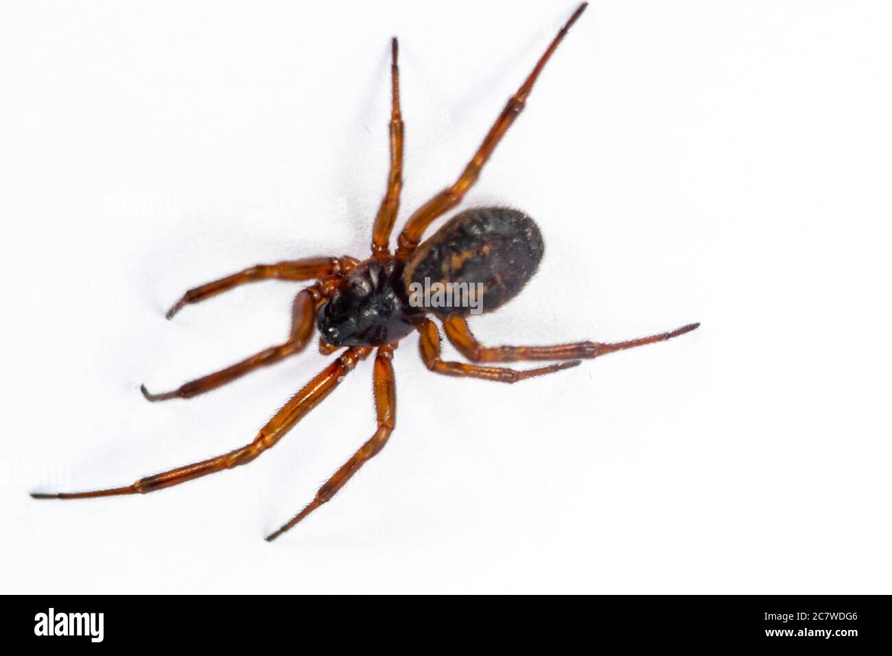False widow spider uk hi-res stock photography and images - Alamy