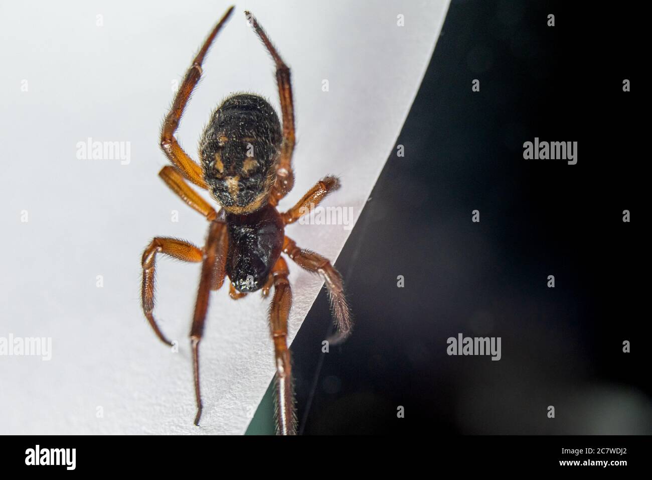 False widow spider uk hi-res stock photography and images - Alamy