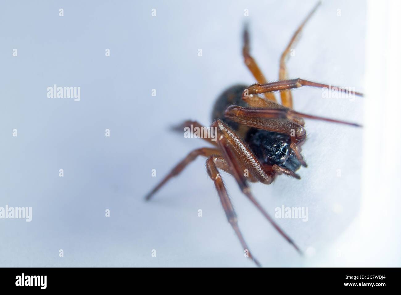 False widow spider uk hi-res stock photography and images - Alamy