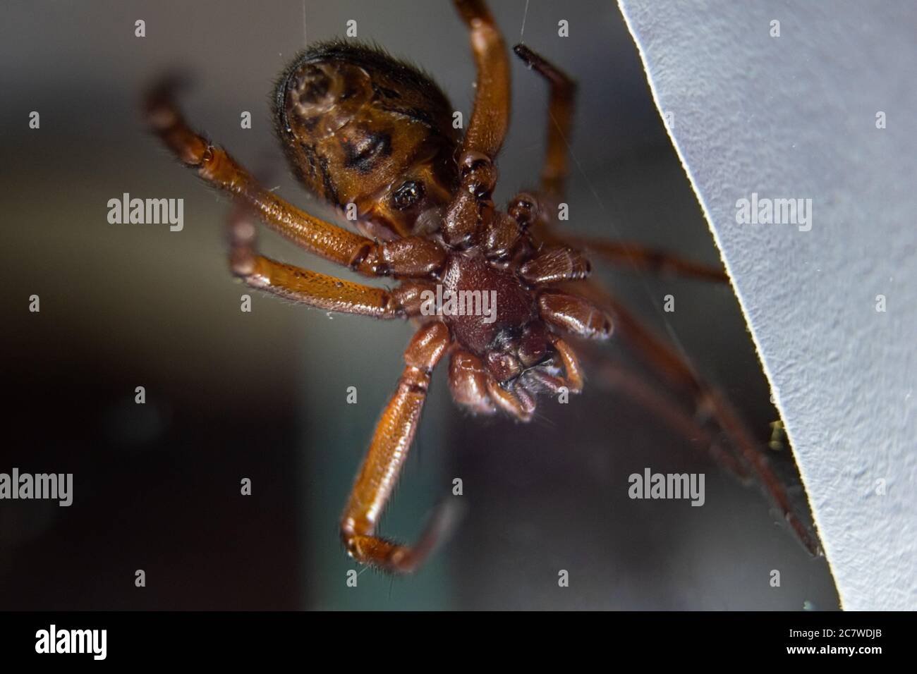 False widow spider uk hi-res stock photography and images - Alamy