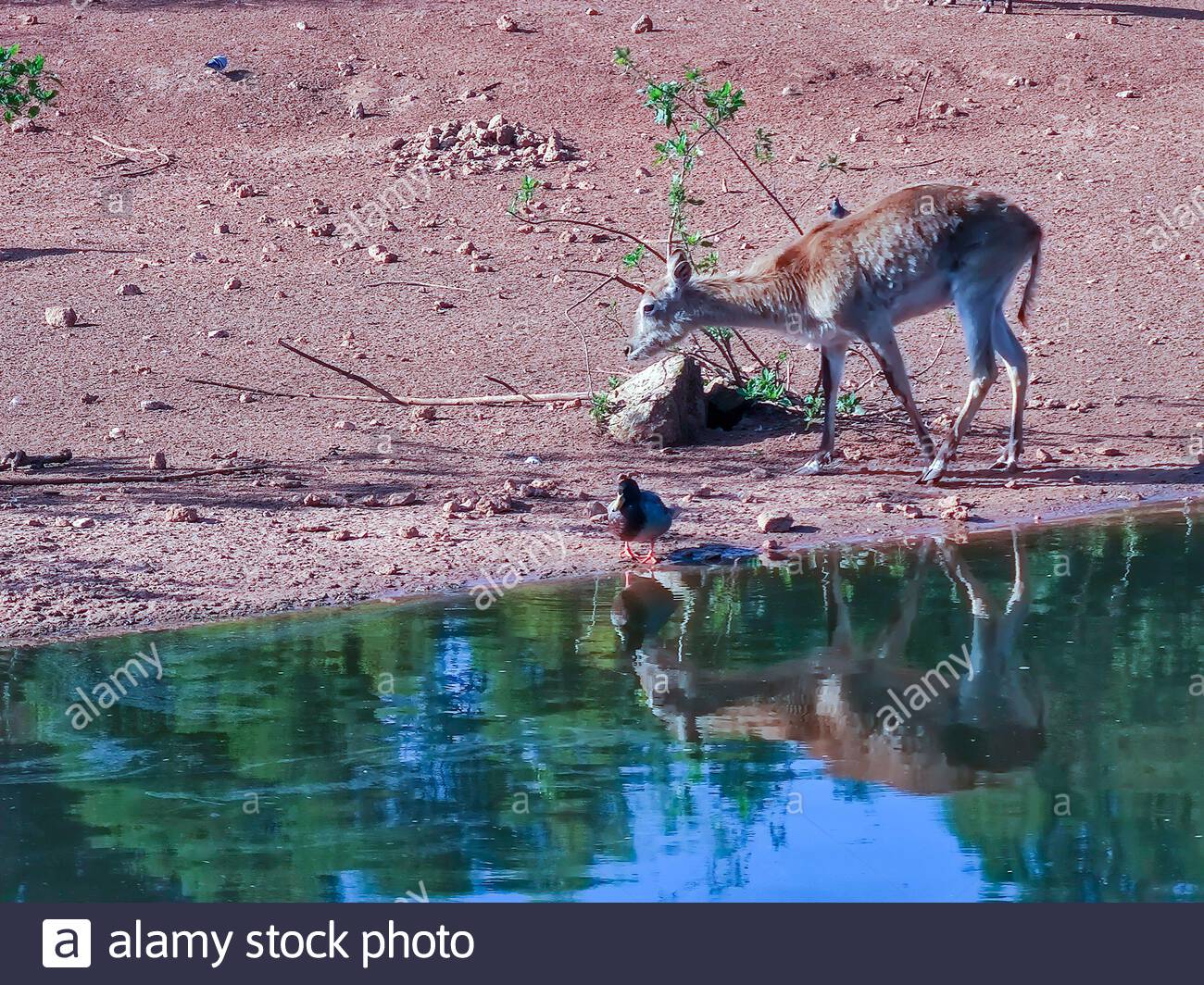 Deer Drinking Water In Stream High Resolution Stock Photography and ...