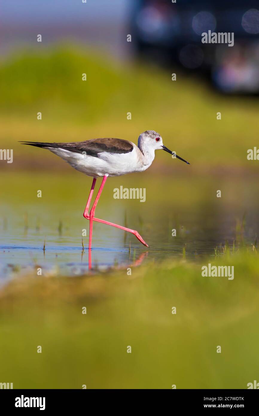 Cute shore bird. Black winged Stilt. Colorful nature background. Bird ...