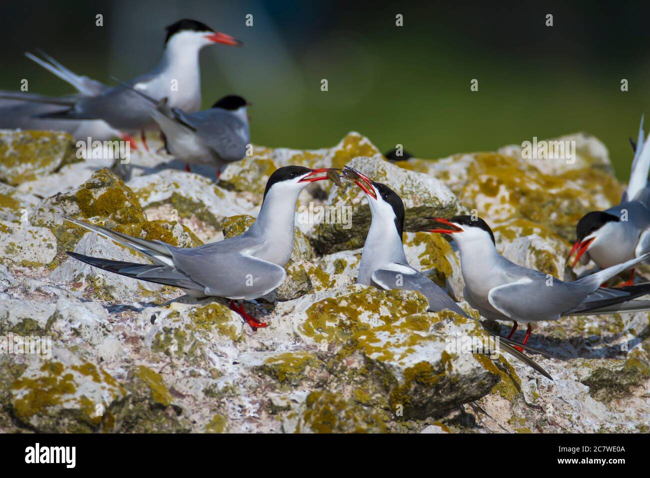 Common tern is feeding its family. Nature background and bird nest ...