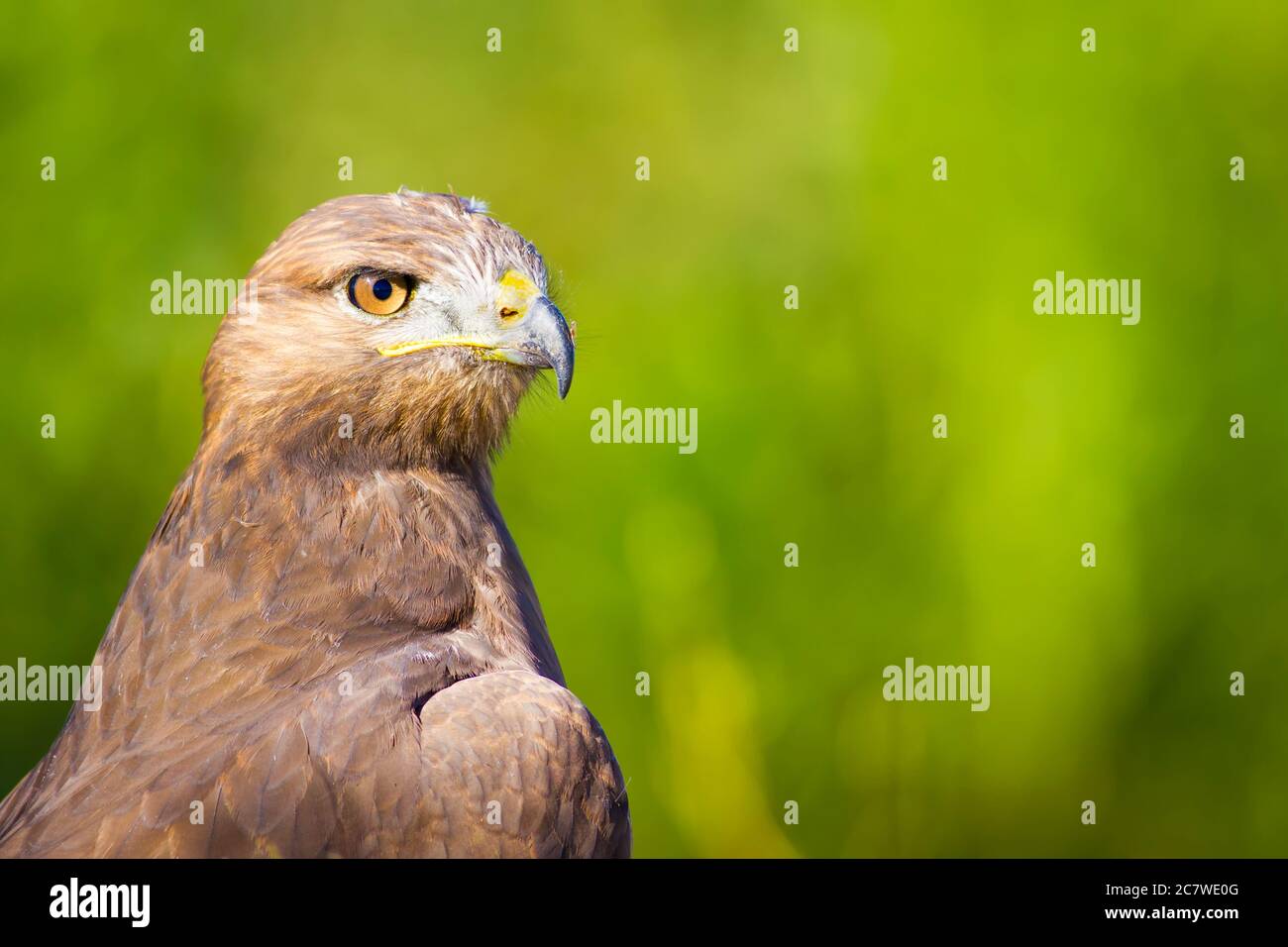 Bird of prey. Buzzard. Nature background Stock Photo - Alamy