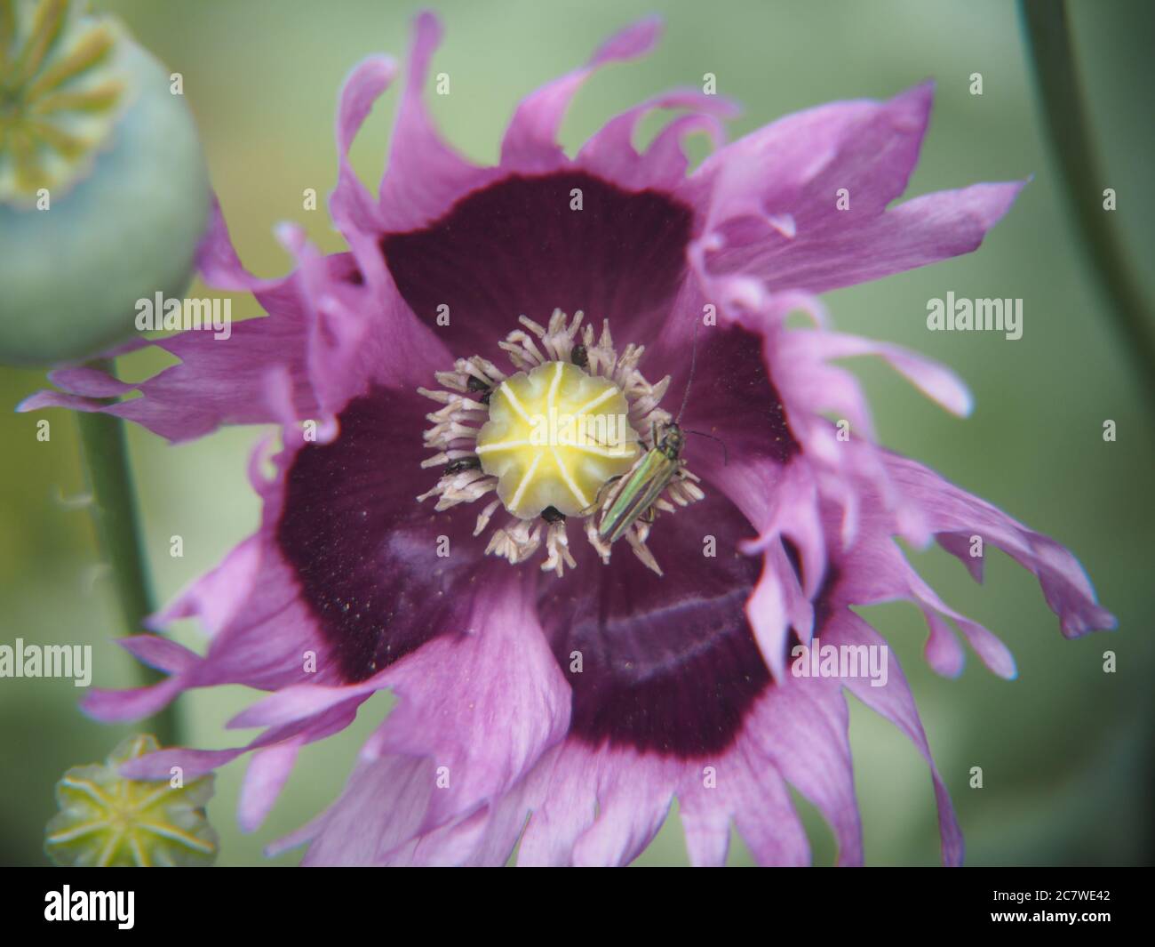 Fully open poppy hi-res stock photography and images - Alamy