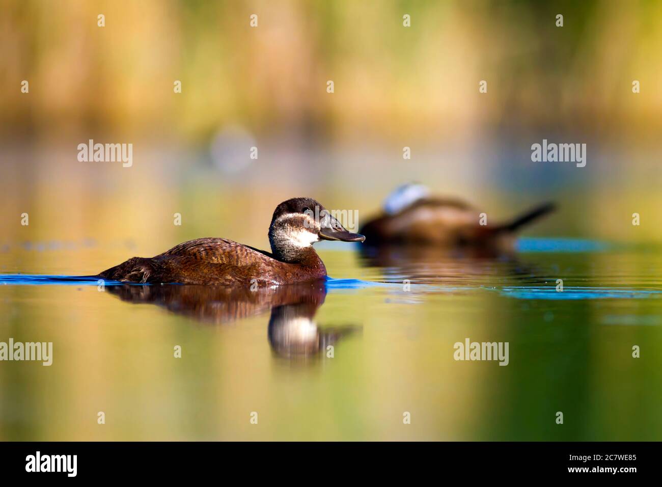 Swimming duck. Colorful nature background. Bird: White headed Duck ...