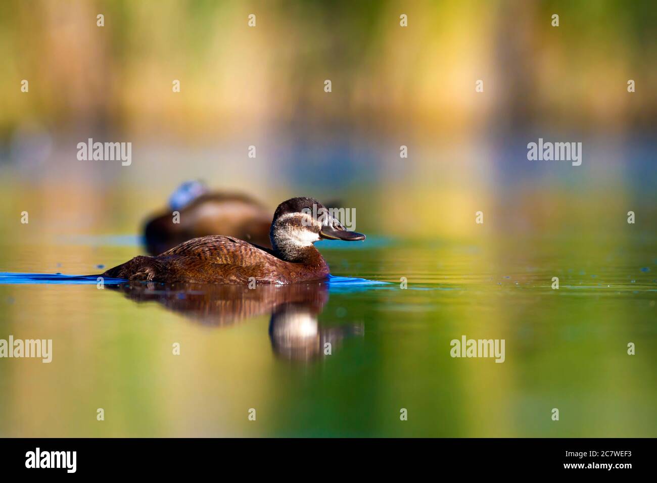 Swimming duck. Colorful nature background. Bird: White headed Duck ...