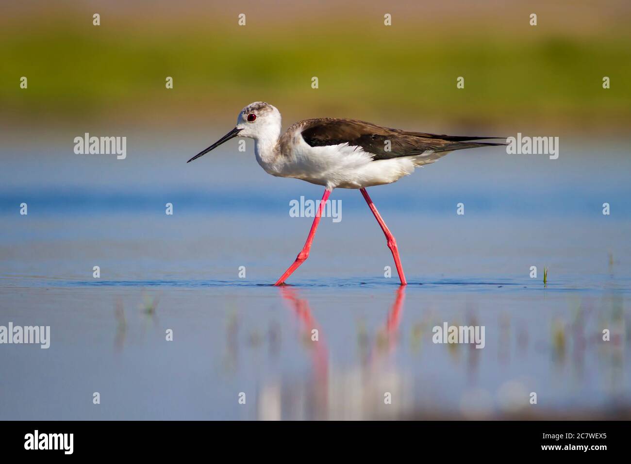 Cute shore bird. Black winged Stilt. Colorful nature background. Bird ...