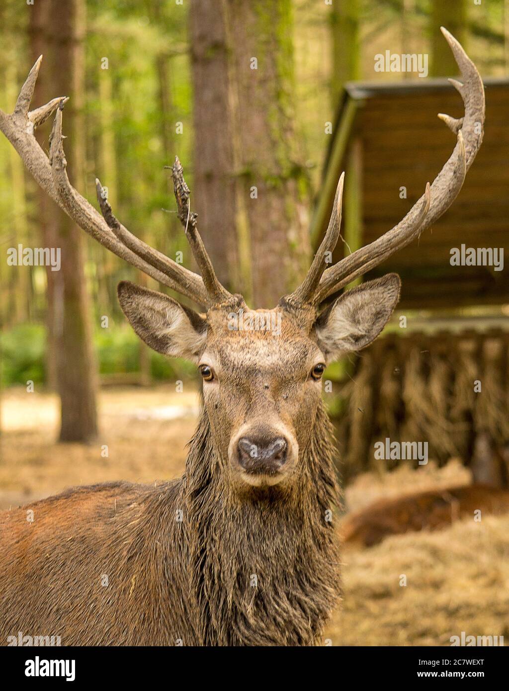 Stag in the forest hi-res stock photography and images - Alamy