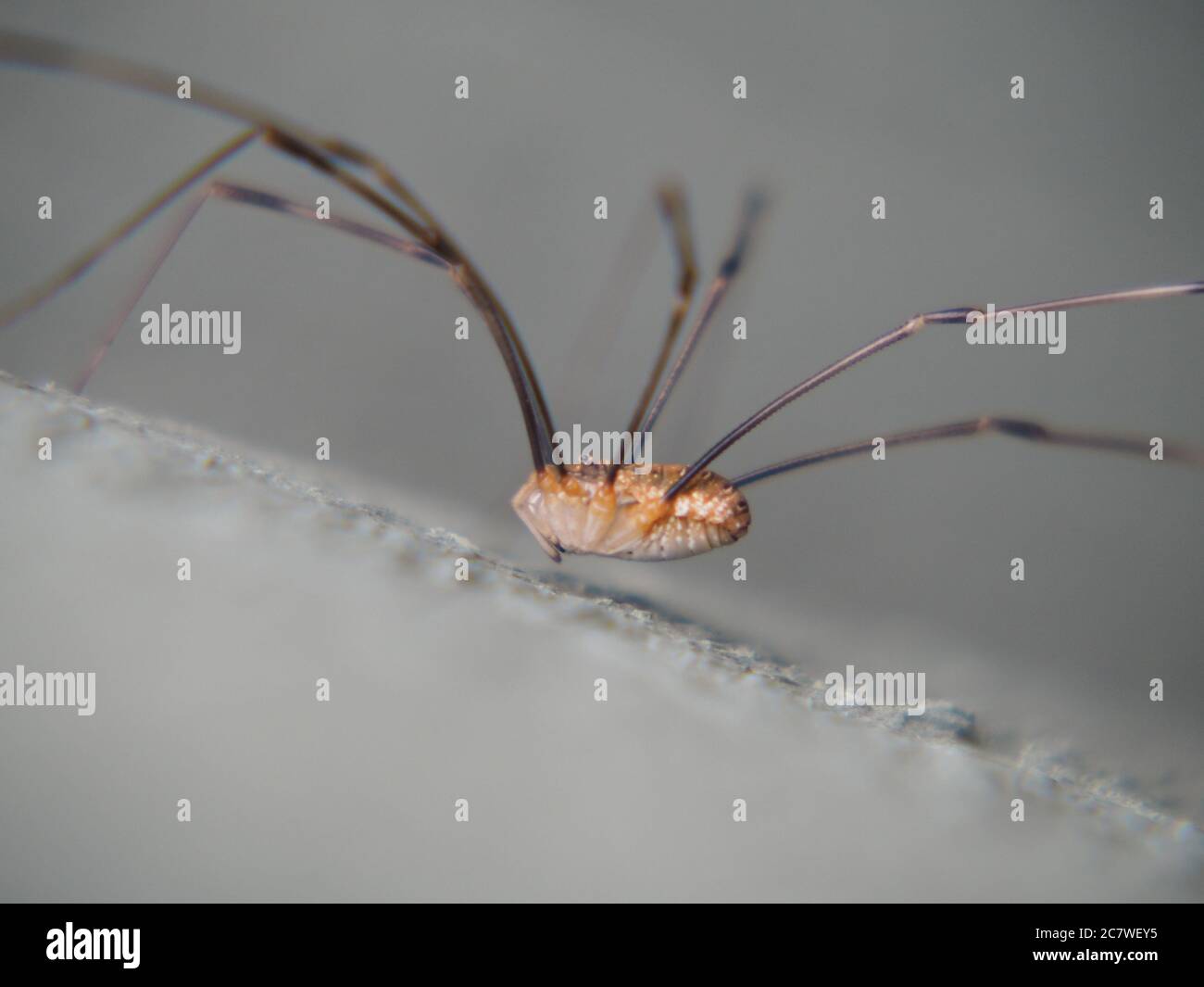 Harvest spider hi-res stock photography and images - Alamy