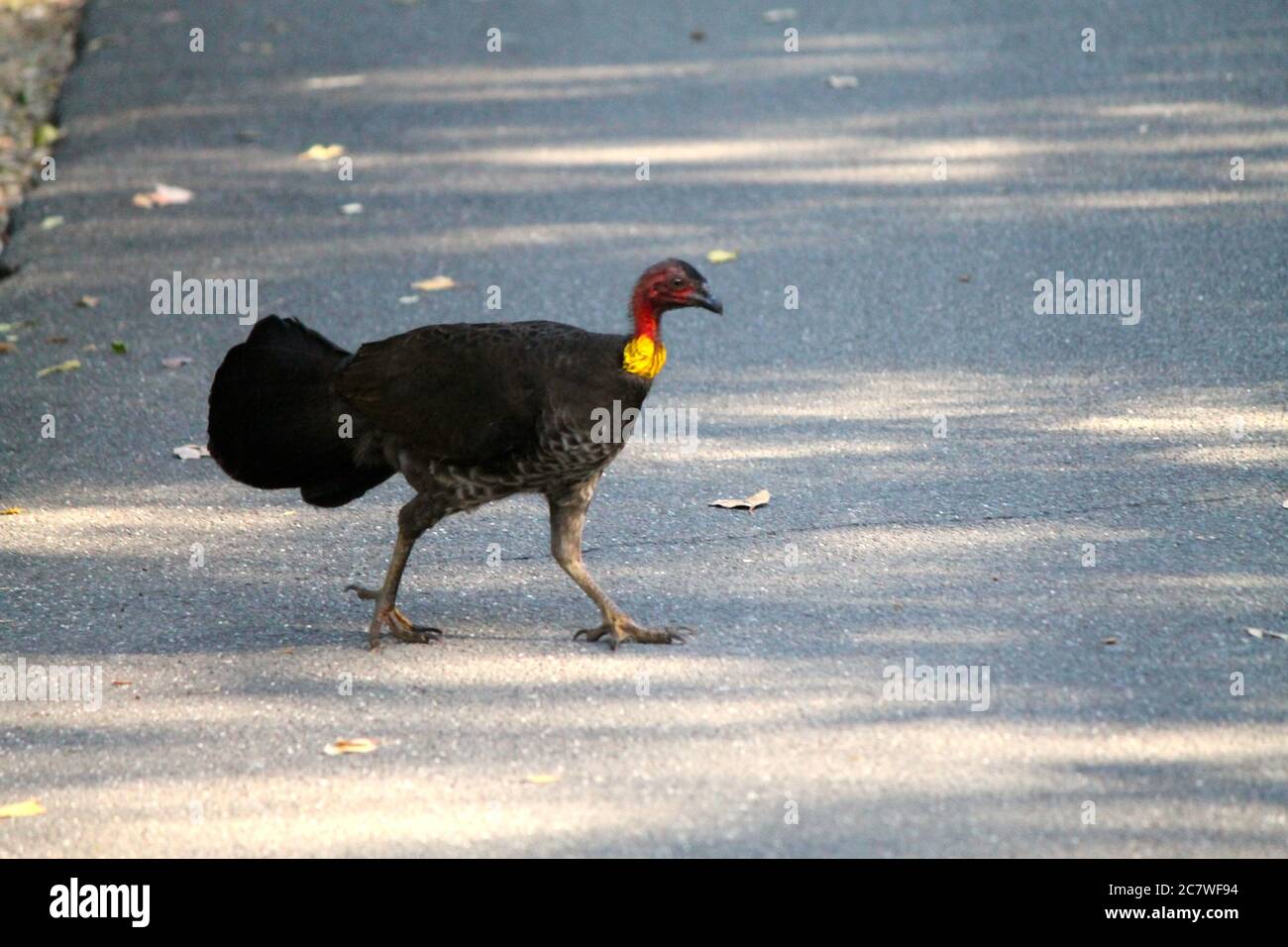 Closeup shot of Australian Brushturkey on background of asphalt Stock ...
