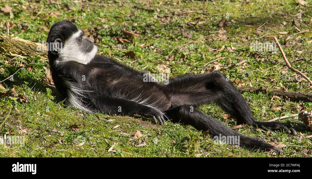 Primate sunbathing hi-res stock photography and images - Alamy