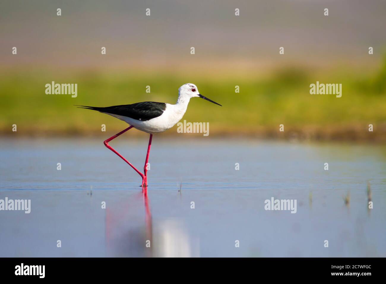Cute shore bird. Black winged Stilt. Colorful nature background. Bird ...