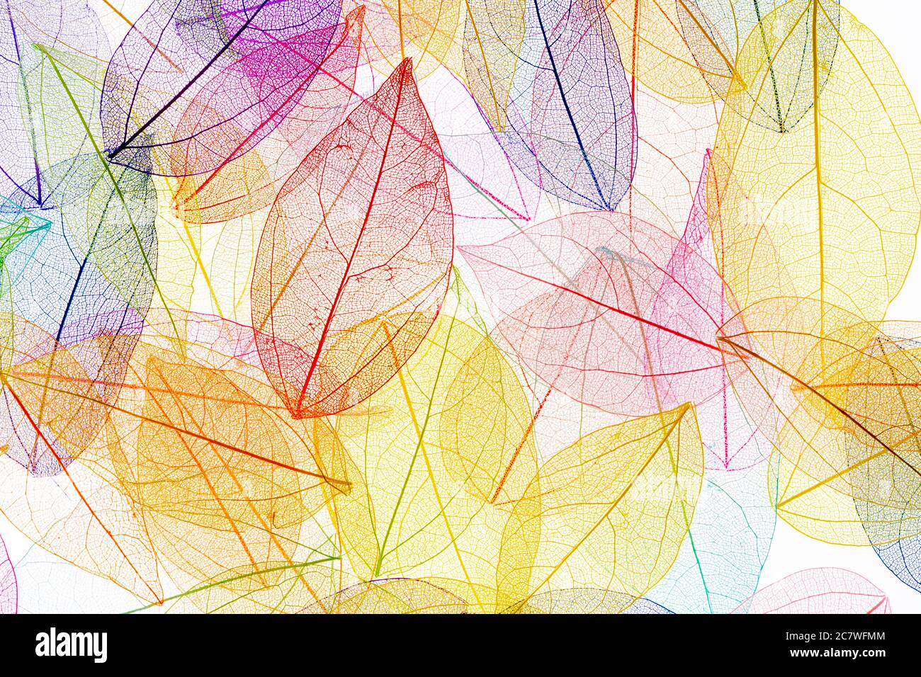 Beautiful colored transparent leaf skeletons Stock Photo - Alamy