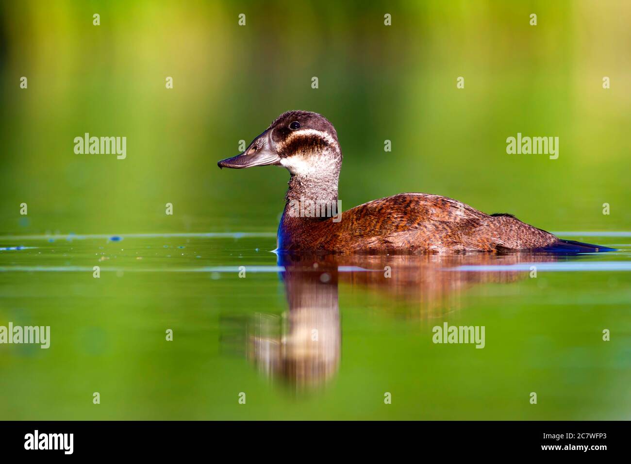 Swimming duck. Colorful nature background. Bird: White headed Duck ...