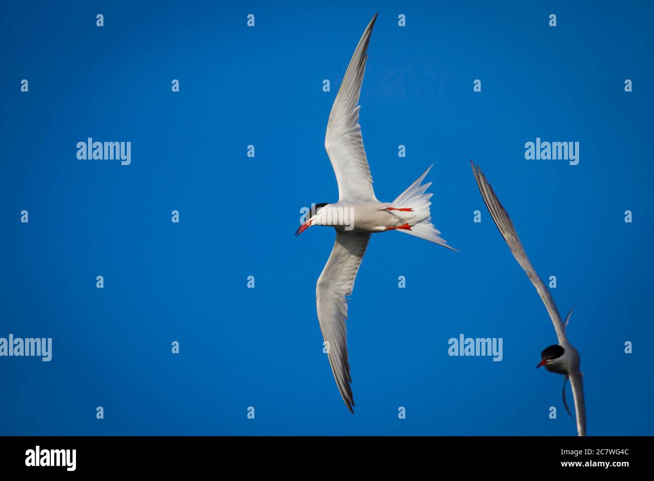 Common tern is feeding its family. Nature background and bird nest ...